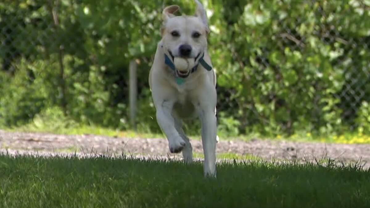 Baseball-Loving Dog Becomes Local Star for Chasing Foul Balls