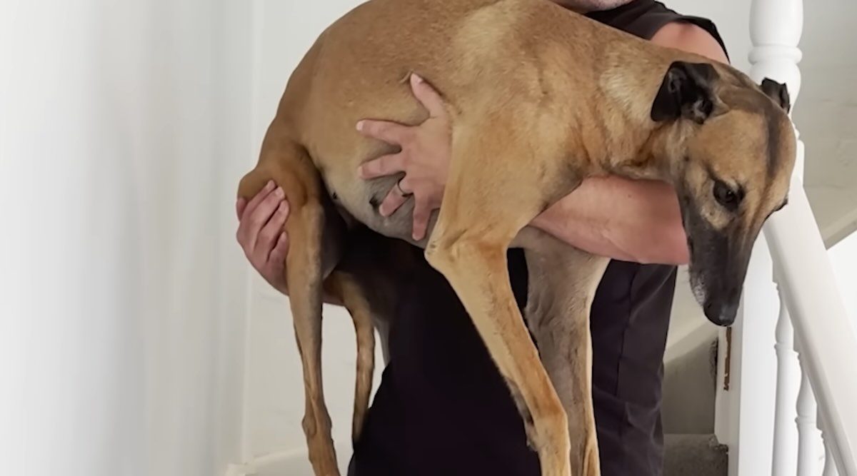 Former Racing Greyhound Goes From Terrified to 'Cuddle Bug'