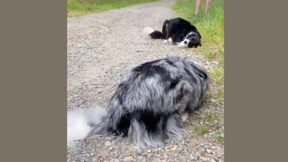 Watch a Border Collie and Aussie Shepherd Become Best Friends in Seconds