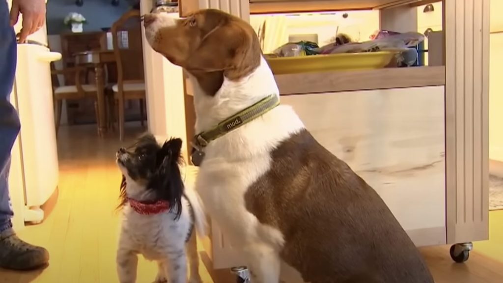 This Video of Dogs and a Cat on a Beach is the Best Version of Pharrell ...