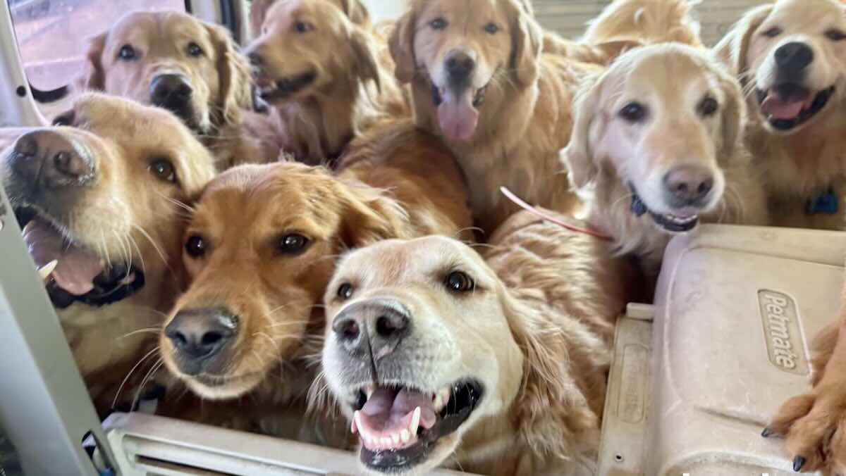 14 Golden Retrievers Take Over Pool For a Splashy Adventure