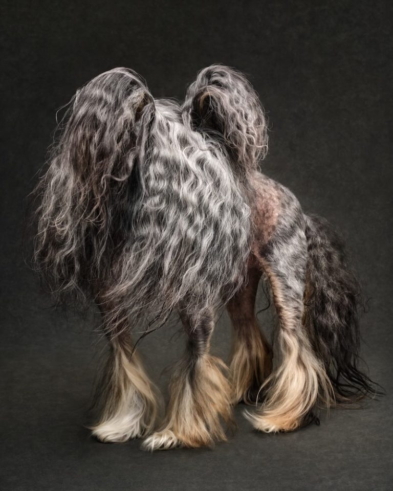Photo of Puppy’s Ears Wins Top Prize Among Dog Photographer of the Year ...