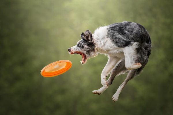 Ready, Set, Action! Dog Photography Awards Celebrates Dogs in Motion