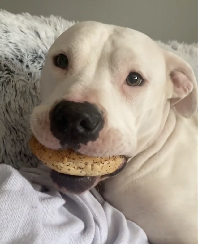 Mom Wonders What Happened to Her Bagels—Then She Sees the Dog