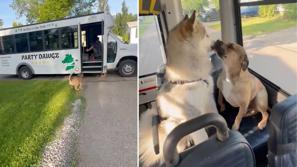 Dog Can’t Wait to See His Best Buddy on the Doggie Daycare Bus