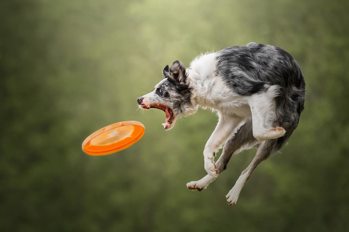 Ready, Set, Action! Dog Photography Awards Celebrates Dogs in Motion