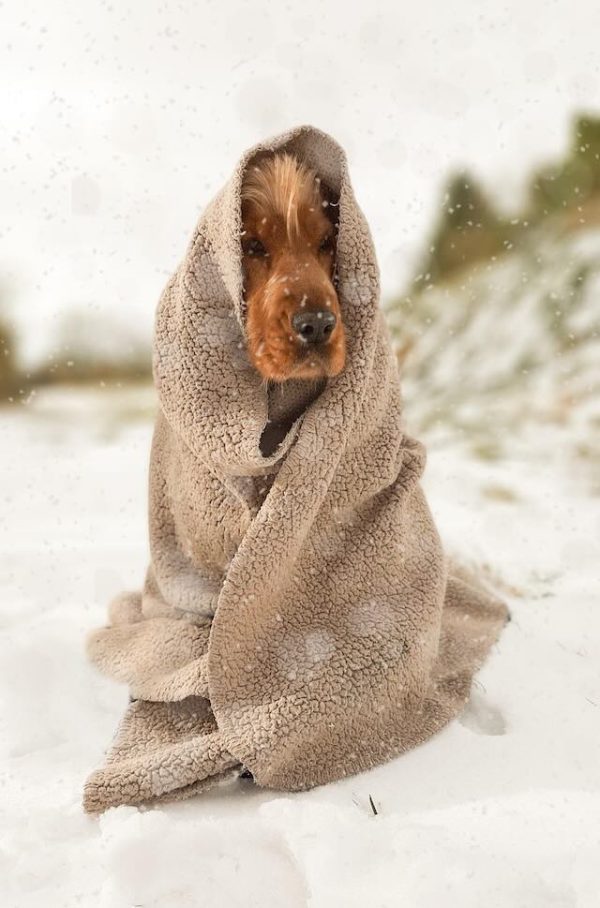 How To Protect Your Dog's Paws From Cold Weather