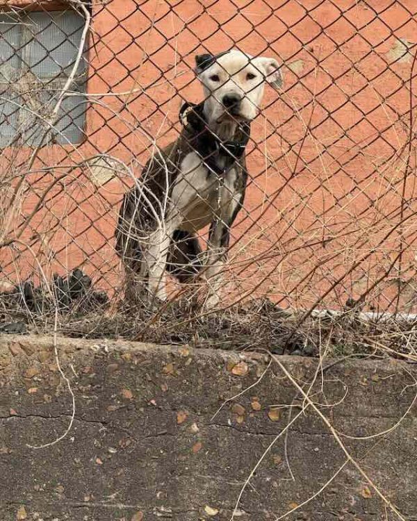 Chained Dog Whines in Rescuer's Arms After Being Saved from Freezing Cold