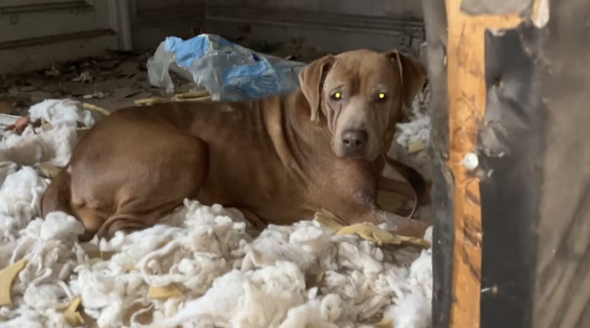 Elusive Dog Shivering In Cold Finally Allows Rescuer To Save Her