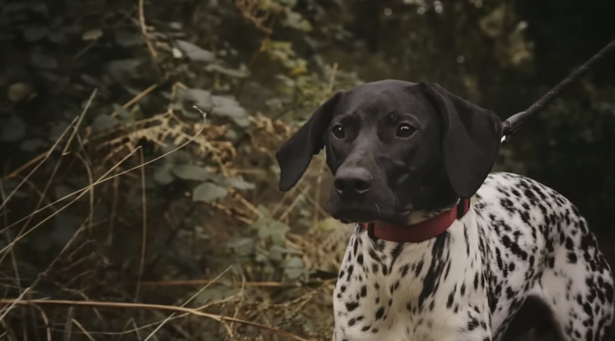 Watch How Two Dogs are Helping Protect Endangered Otters