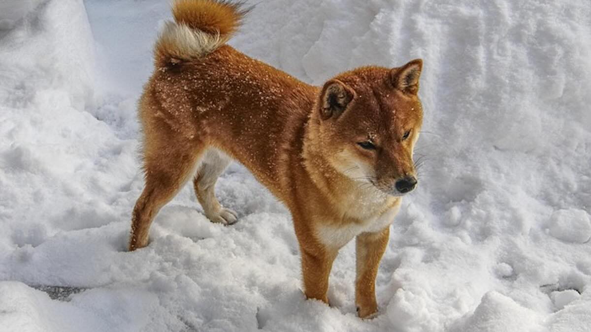 How To Protect Your Dog's Paws From Cold Weather