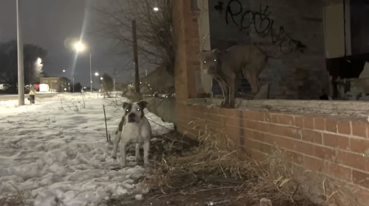 Pink From the Cold: Two Dogs Rescued in Freezing Temperatures After ...