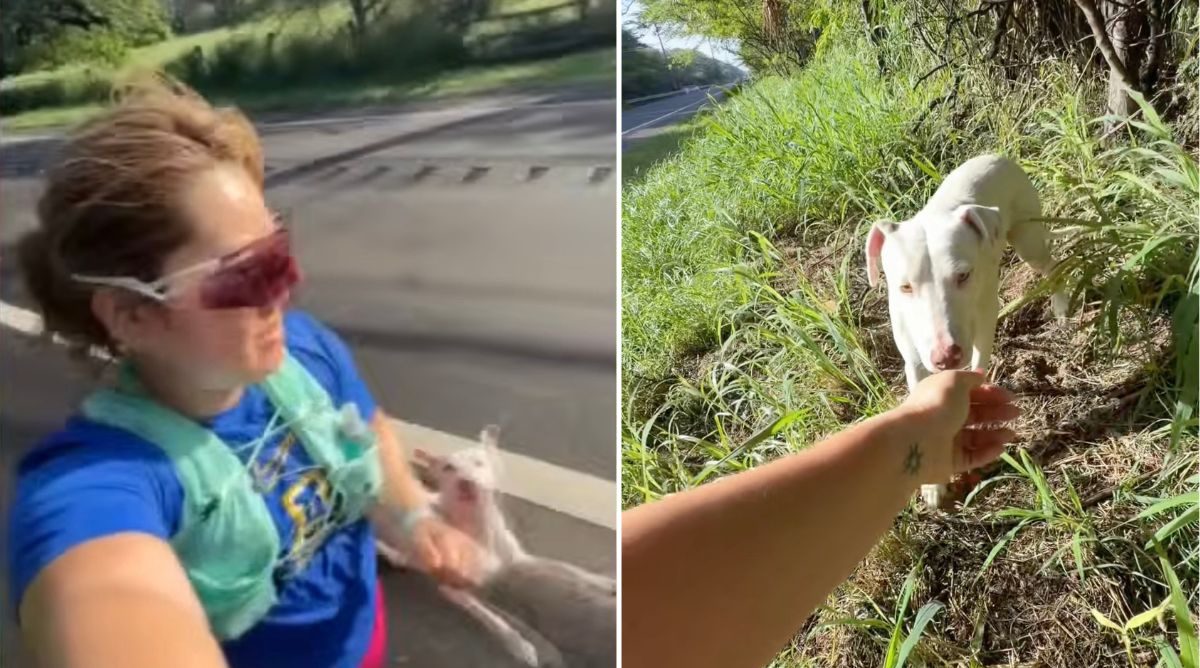 Stray Dog Follows Woman on Her Run and Finds the Family She Was Looking For