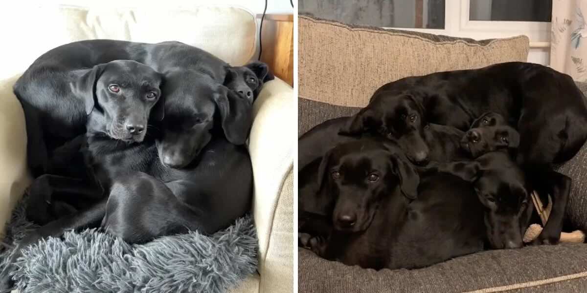 People Are Stumped By How Many Dogs Are In This 'Labrador Cuddle Puddle'