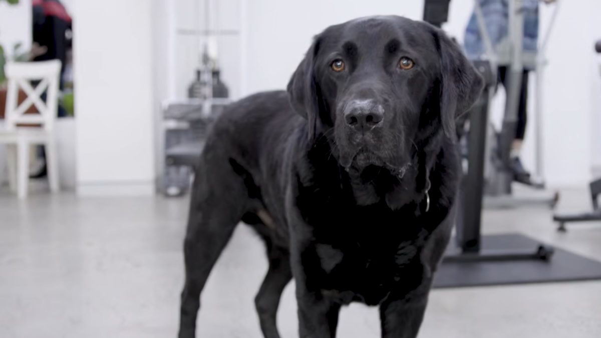 Labrador Retriever Flunks Guide Dog School for Being Too Lazy — Now ...