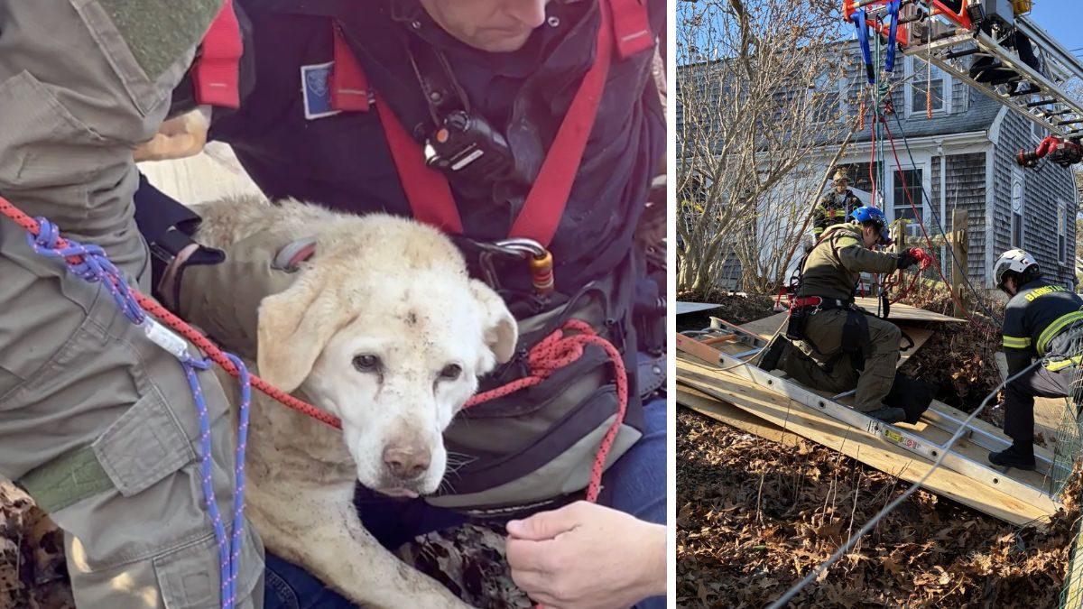 Homeless Dog 'Wobbles' Her Way Right Into Her Rescuer's Heart