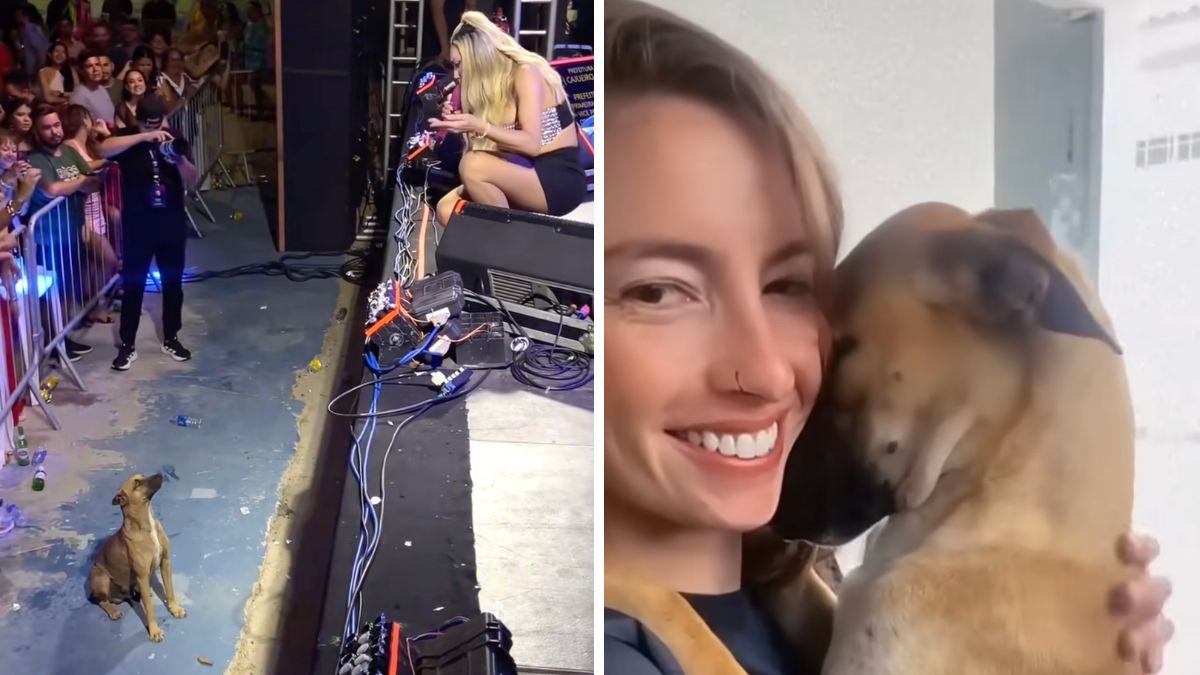 Brazilian Pop Star Halts Concert for Stray Dog and Gives Him a Forever Home