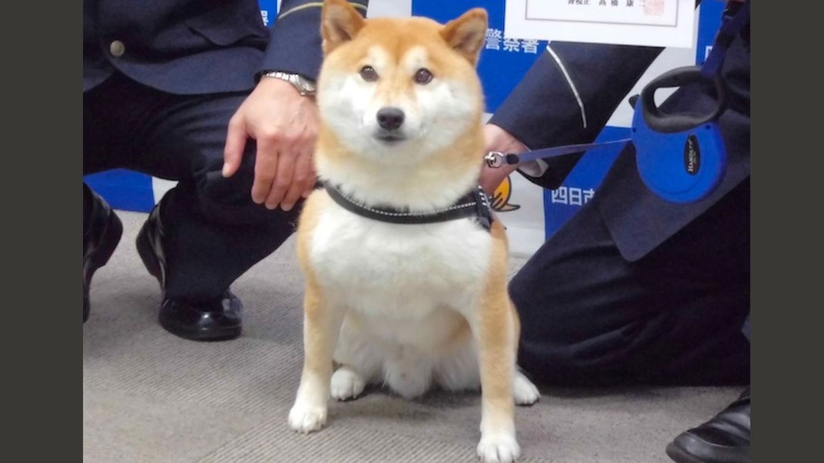 Japan’s Shiba Inu Police Inspector Wins Hearts While Promoting ...